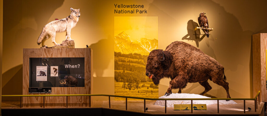 Call of the wild | Wild, Manchester Museum - Museums Association