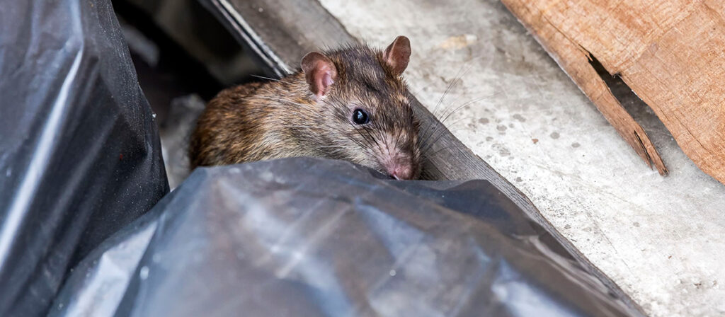 Guide | Getting to grips with common museum pests - Museums Association